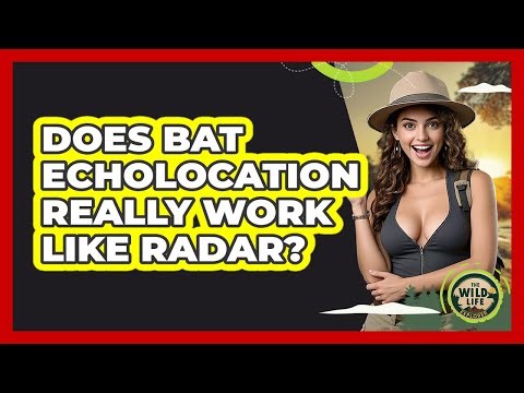Does Bat Echolocation Really Work Like Radar? - The Wild Life Explorer