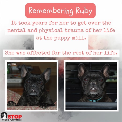 Puppy mill dogs like Ruby endure mental and physical abuse and it's legal. These dogs are so forgiving. Their lives matter. They are worth speaking up for. They are so important. We will never stop fighting for the dogs in these kennels, the Ruby's. Always meet the mother dog, in person, before you buy a puppy. See her mental and physical conditions and see where she lives. #stoponlinepuppymills #stoppupemills #SaveThemAll #puppymillrescue #rescuedismyfavoritebreed #ilovefrenchies #frenchbulldog
