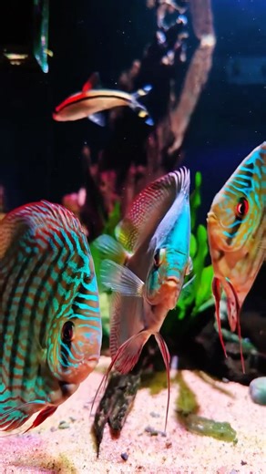 Symphysodon aequifasciatus