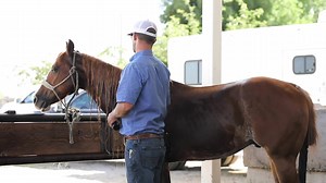 1.9K views · 2.9K reactions | Your horse's mane gets matted and tangled over time, and it can take a long time to fix this by hand. Using the right detangler can save you a lot of time from having to work out those knots and snarls by hand. We can't recommend BioMane Detangler enough. Learn more about how our detangler can make your life and your horse's life easier when it comes to detangling knots and snarls in the mane. | BioMane Products | Facebook
