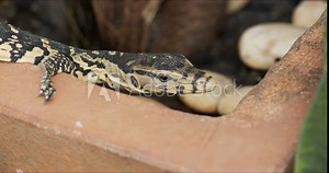 Extreme close-up of young water monitor lizard hiding in plant pot, with its elongated snout, long neck keeled scales. Water monitor has sharp claws and climbs well. It provides a healthy ecosystem.