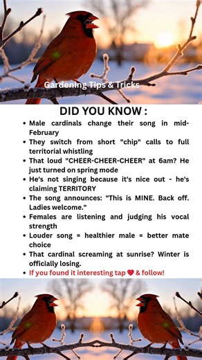 Cardinals just switched from winter "chips" to full spring songs. That loud "CHEER-CHEER-CHEER" at 6am? Territory claim. Winter is officially losing. Listen. 🔴 #cardinal #birdsong #spring #february #didyouknow #fyp | Gardening Tips & Tricks