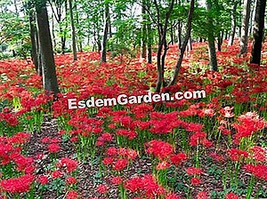 Rode Lycoris, Japanse Amaryllis, Japanse Spinnelie, Lycoris Radiata 🌿 Alles Over Tuinieren En Tuinontwerp - 2025