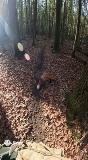 Goofy fox looking realistix #sora #nature