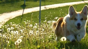 Corgi running in the field of dandelions in summer