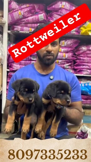 rottweiler dog or puppy price in india| rottweiler puppies| rottweiler #rottweiler #rottweilerpuppy