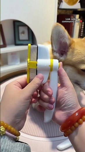 Flea-free pets, happy home! 🐶🐱✨