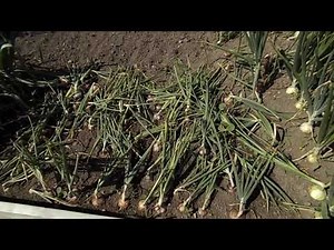 Quand récolter les oignons