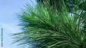 Green pine leaves in the morning. The sun's rays shine on the growing pine trees. Footage of spruce trees with blue sky. Green leaves background.