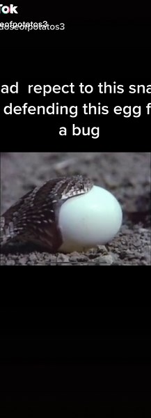 Snake Protects Eggs in Nature's Amazing Cycle