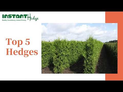 Check Out Best 5 Hedges | InstantHedge