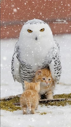 A Snowy Owl Shelters a Freezing Kitten in the Falling Snow