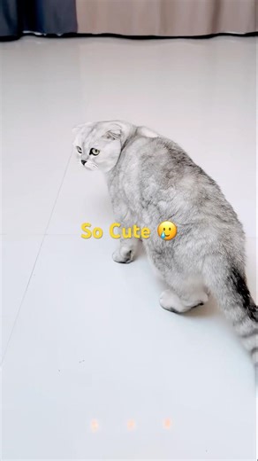 🥲#cat #cats #animals #shorts #short #shortvideo #shortsfeed #viral #subscribe #funny #memes