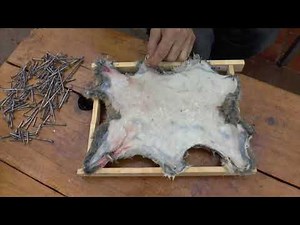 Rabbit pelt stretching and drying – permaculture living non-monetised