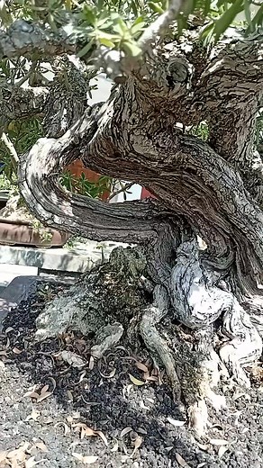 Bonsai sentigi ukuran medium bosku🤩 Bahan super🤩😍 Minat inbox/wa:087855835899 #bonsaisentigi #bonsaiindonesia #belajarbonsai | Cak Mukit