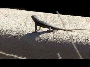 Lizard pushups!