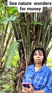 157K views · 3K reactions | Nature's wonder for massive financial breakthrough #creatorsearchinsights #Nanahemaa #everyone #fypシviralシ2005 | Nana hemaa Princess M Kyei | Facebook