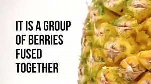 29 reactions · 11 shares | 12 datos sobre comida que no sabías... No podemos creer el último. | CESSA Universidad | Facebook