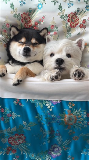 是曼玉不是鳗鱼 on Instagram: "Doggy‘s Chinese-Style Inn: Relaxing Spa & Delicious Feast Check out the same products Manyu and BAI uses, now AVAILABLE on Manyuland via link in Bio! #littlemanyu #manyuland #dogsofinstagram #shibainu#westie"
