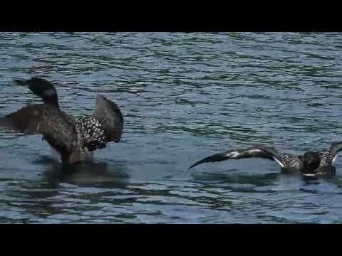 Loons Circling on Lake Owen