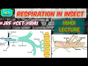 Respiratory System of Insect | Insect Anatomy | Entomology