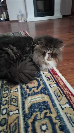 #catsoftiktok # miau TikTok