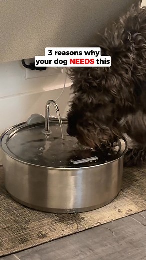 Most dog parents have no idea how powerful hydration is for their pup’s health. 🐶💧 And yet… many still use old plastic bowls that collect bacteria, dust, and food bits 🤢 No wonder some dogs avoid drinking! That’s exactly why we got the Selene™ Doggy Fountain, and here are 3 reasons why we’ll never go back: ✅ Cleaner water = healthier dog. ✅ 7-Litre capacity = fewer refills. ✅ 365-day guarantee. Test it out risk-free. If it doesn’t help your dog drink more or feel better, you get your money ba