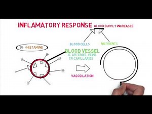What Is The Immune System - the second line of defense