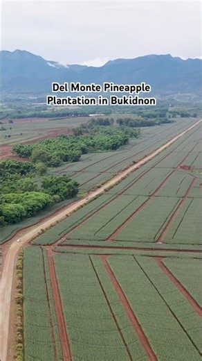 One of the world’s largest pineapple plantations - Del Monte Pineapple Plantation in Bukidnon
