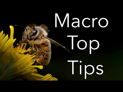 Macro photography tutorial: Equipment, lighting and settings