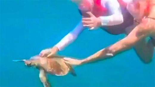 Tourist fined for touching endangered sea turtle in Brazil