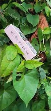 Arctic Fox review, most affordable transparent multifunctional wireless mouse.