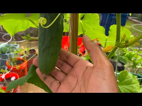 How to Tell When Cucumbers Are Ready | My First Cucumber Harvest! 🥒