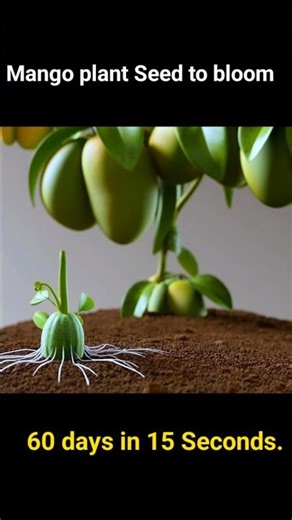 Amazing Mango Blossom Timelapse: Nature Comes Alive//Mango seed to bloom.💝💝