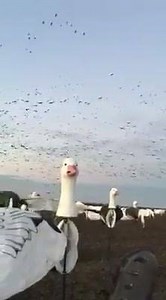 22K views · 42 reactions | Snow goose season is fast approaching and this year is gonna be better then ever with the amazing juvenile bird hatch! In your face action like this is what the crew strives for each and every day and we hope you would like to join us! Brad-262-613-0339 also feel free to message us here on our page! | Fallin Fowl Outfitters | Facebook