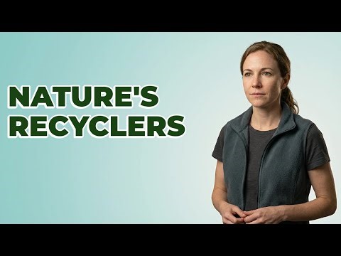 What Role Do Decomposers Play In Food Chains?