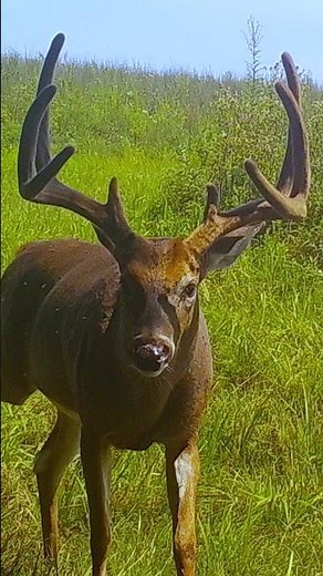 Perfect Bow Hunting Setup #deerhunting #shorts