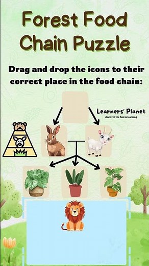 Forest Food Chain