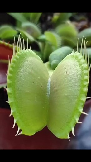Insect eater in action 🌱 Venus flytrap enjoys juicy meal 🍴 #insectsoftiktok #plantsoftiktok #reels #reelsviral #reelsinstagram #reelsvideo #trendingnow #trend #trendingreels #carnivorousplant #insect #nature #naturephotography | Carnivorous Plants