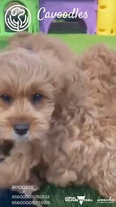 1.1K views | Got to be quick around here!!! These two gorgeous...