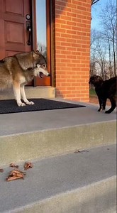 Heroic Mother Cat Saves Her Baby from Vicious Wolf on Porch