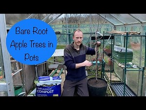 Planting Bare Root Apple Trees in Pots | Fruit Tree Container Garden