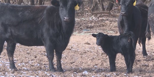 UNL Extension provides calving season tips