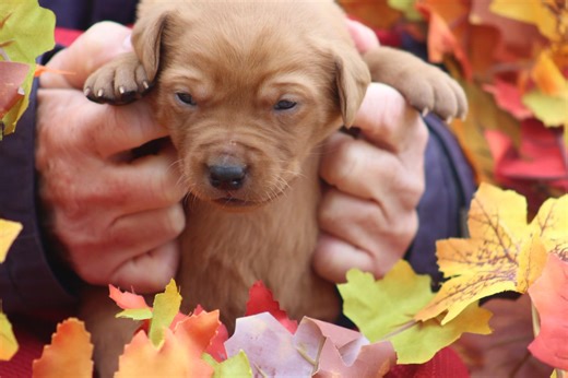 5 comments | Love's Labradors on Reels | Facebook