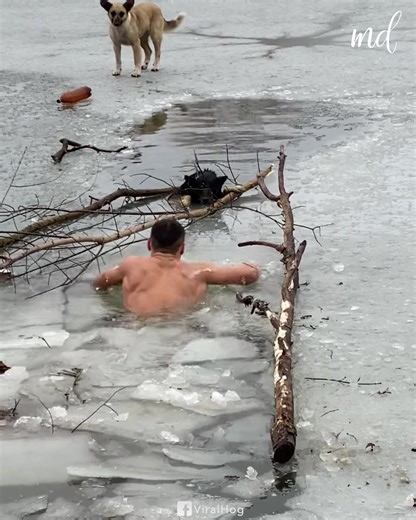 470K views · 5.5K reactions | Diving into a frozen lake to rescue this poor dog | MetDaan Tips | Facebook