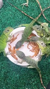 Watch these Baby Pectinata banana iguanas devouring their worms. But they eat both insects as well as vegetables. | Florida Iguana and Tortoise Breeders
