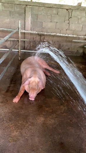22K views · 201 reactions | Washing Mother Pig #pig #piggy #pigs #pigsofinstagram #minipig #animals #love #cute #piglets #piglife #pigstagram #piggies #oink #pork #guineapig #piglets #minipigs #piglove #cutepig #petpig #piglover #farm #pigsaspets #farm #piggy #piglets #pigbreed #breeding #superpigbreed #pigfarmingforbeginner #technologypigfarming #bestfarmever #bestbreedever | Pig Videos | Facebook