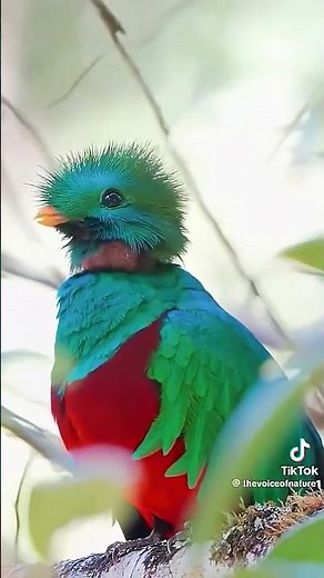 Vocie Of Nature Birds Callings