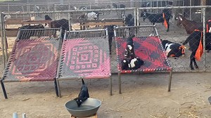 Simple Goat Kids Toys 🧸|| بکری کے بچوں کے کھیلنے کے لئے سادہ کھلونے | Goat Land Farms