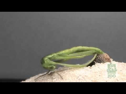 Lord Howe Island Stick Insect hatching